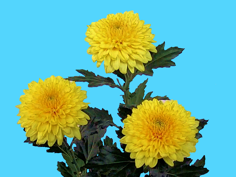 Z(086) 画像倉庫 PNG画像: maechan2