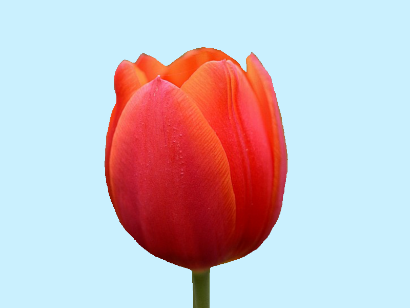 Z(119) チューリップ: maechan2