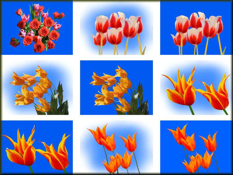 Z(120) チューリップ画像: maechan2