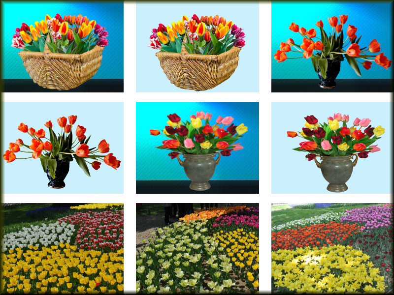 Z(120) チューリップ画像: maechan2