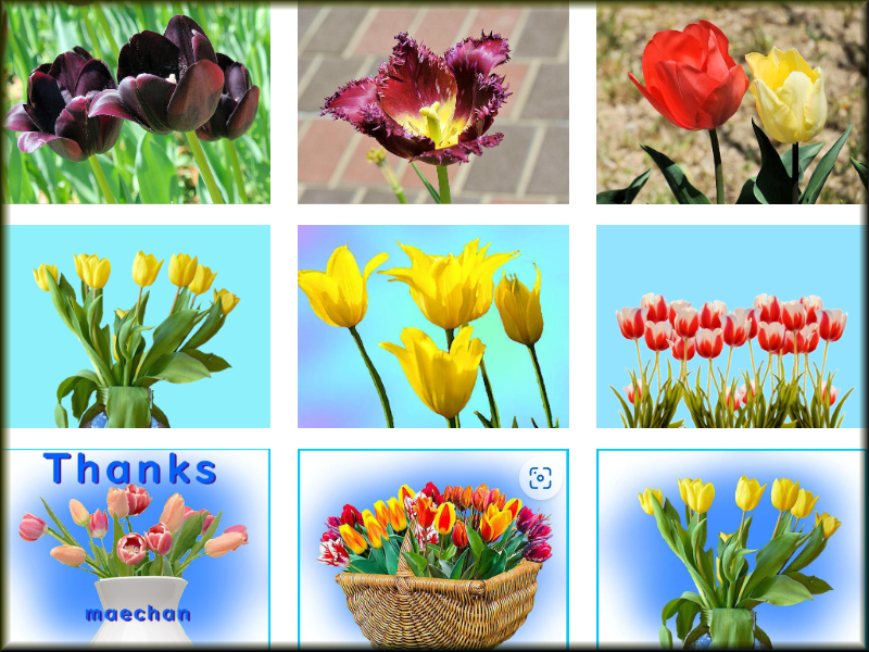 Z(120) チューリップ画像: maechan2