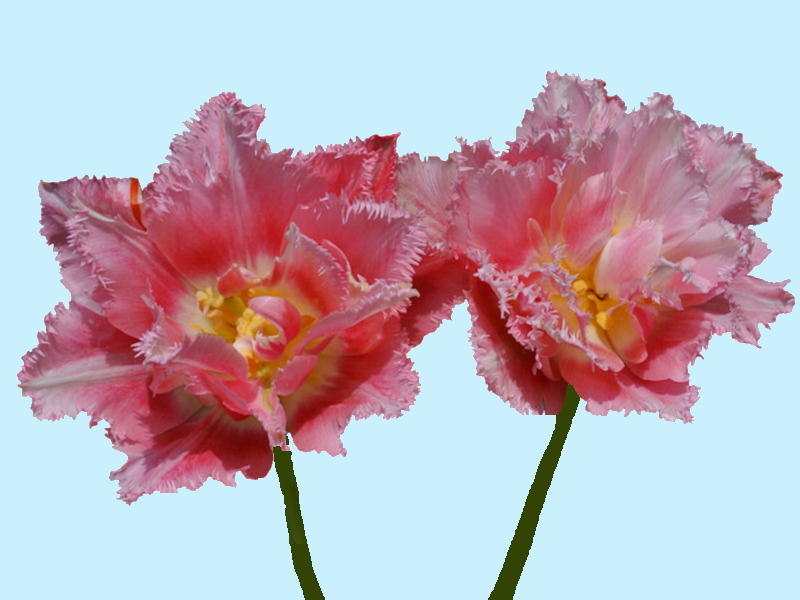 Z(119) チューリップ: maechan2