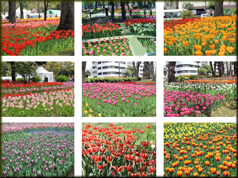 Z(120) チューリップ画像: maechan2